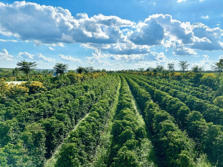 Specialty Coffee Association (SCA): A Autoridade Mundial em Café Especial